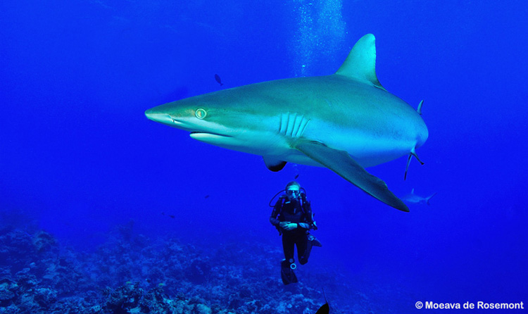 dykkeren | Passion des requins